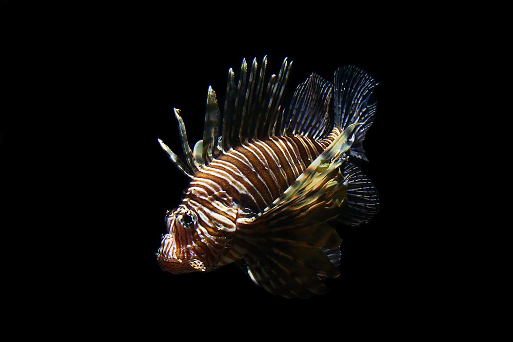 Feuerfisch Foto & Bild | tiere, wildlife, fische Bilder auf fotocommunity