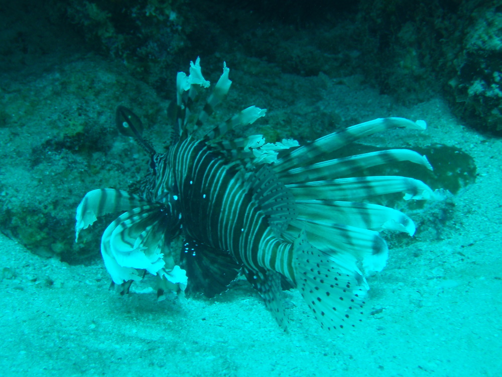 Feuerfisch 3 Foto & Bild | red sea Bilder auf fotocommunity