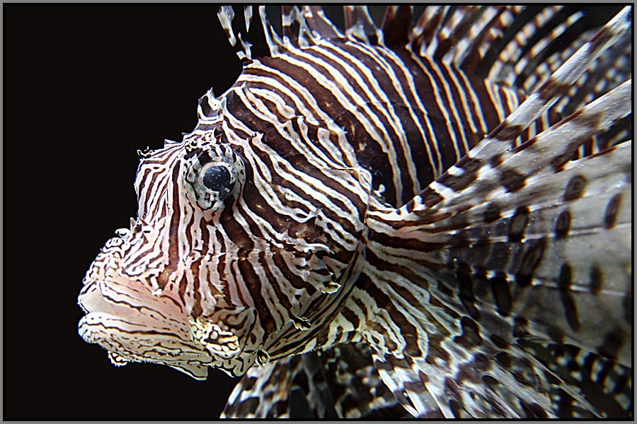 Feuerfisch Foto & Bild | natur, zoo, tiere Bilder auf fotocommunity