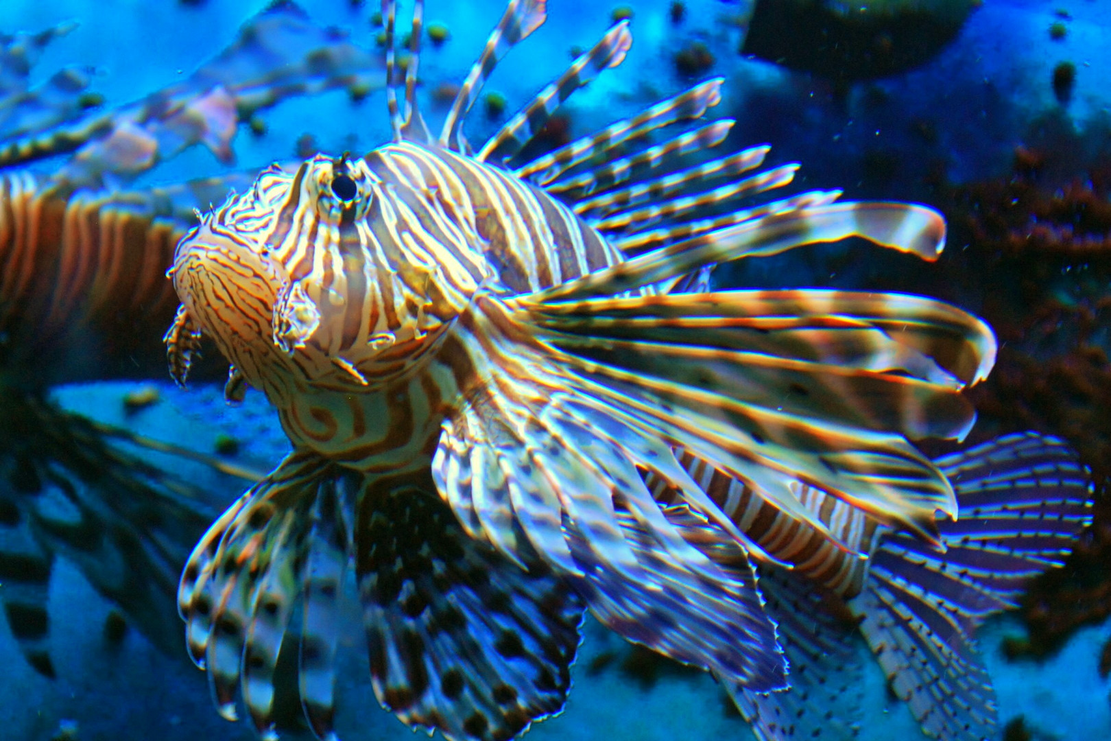 Feuerfisch Foto & Bild | tiere, wildlife, fische Bilder auf fotocommunity