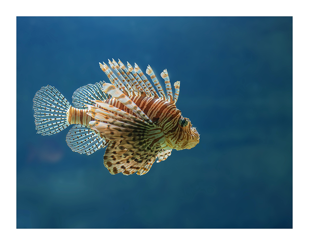 Feuerfisch Foto & Bild | tiere, zoo, wildpark & falknerei, zoo: fische ...