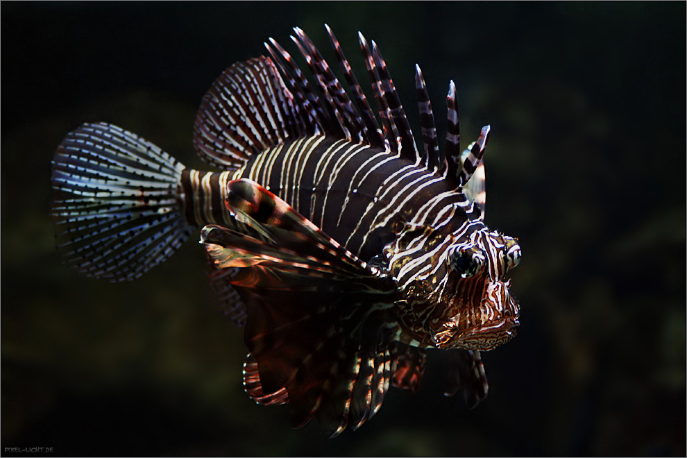 Feuerfisch Foto & Bild | tiere, haustiere, aquaristik Bilder auf ...