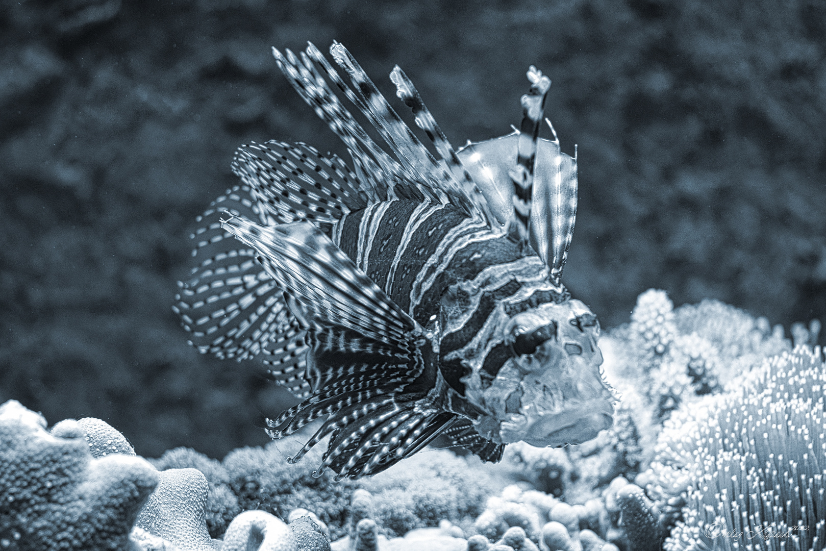 Feuerfisch Foto & Bild | spezial, wasser, natur Bilder auf fotocommunity