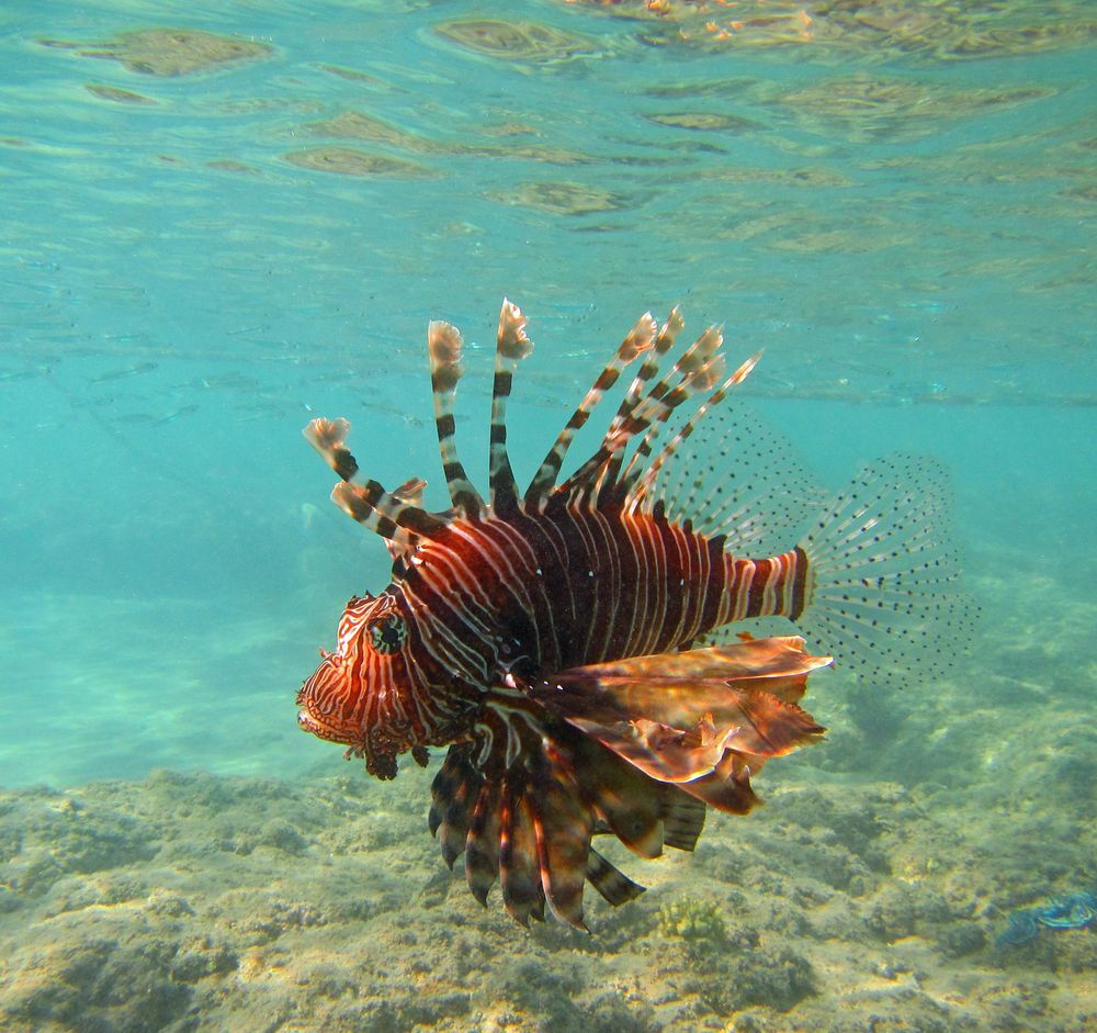 Feuerfisch ..... Foto & Bild | africa, egypt, north africa Bilder auf ...