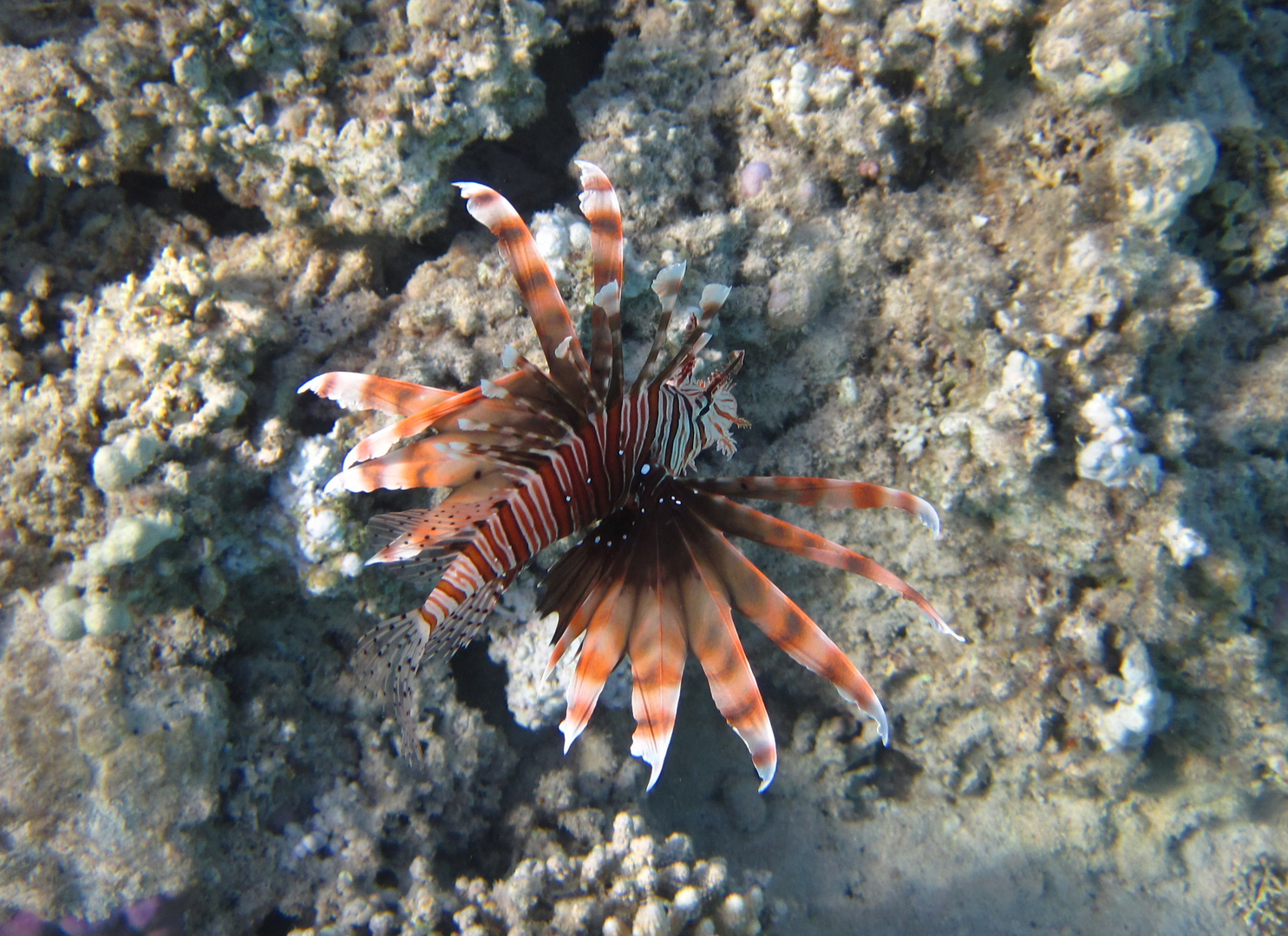 Feuerfisch Foto & Bild | africa, egypt, north africa Bilder auf ...