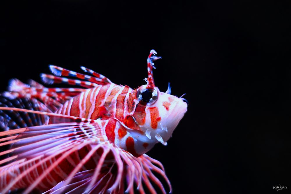 Feuerfisch **** Foto & Bild | deutschland, europe, berlin Bilder auf ...