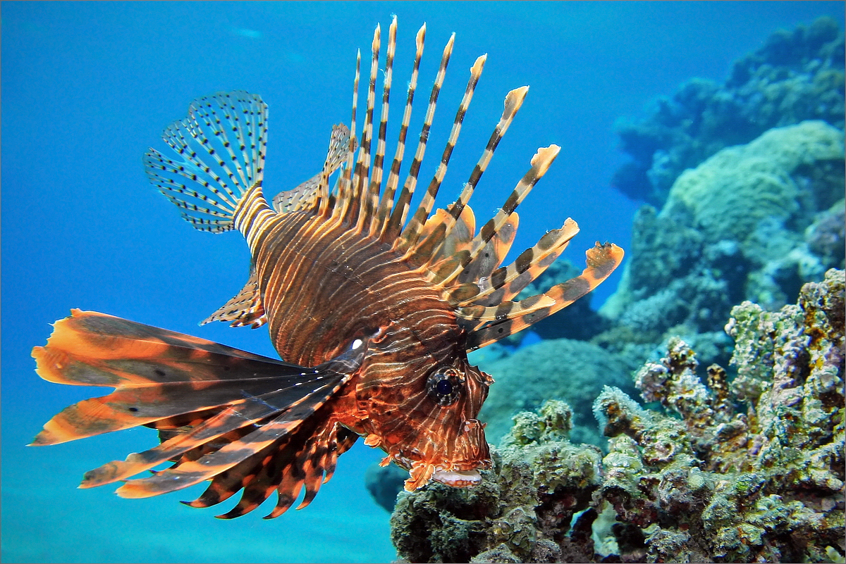 Feuerfisch Foto & Bild | unterwasser, uw-salzwasser, natur-kreativ ...