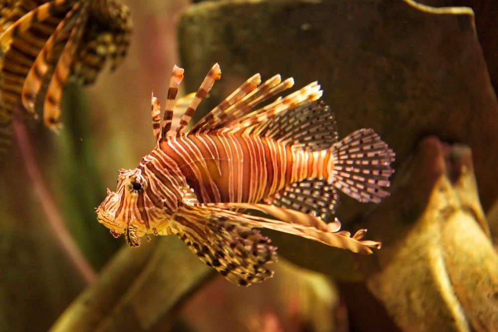 Feuerfisch Foto & Bild | tiere, zoo, wildpark & falknerei, amphibien ...