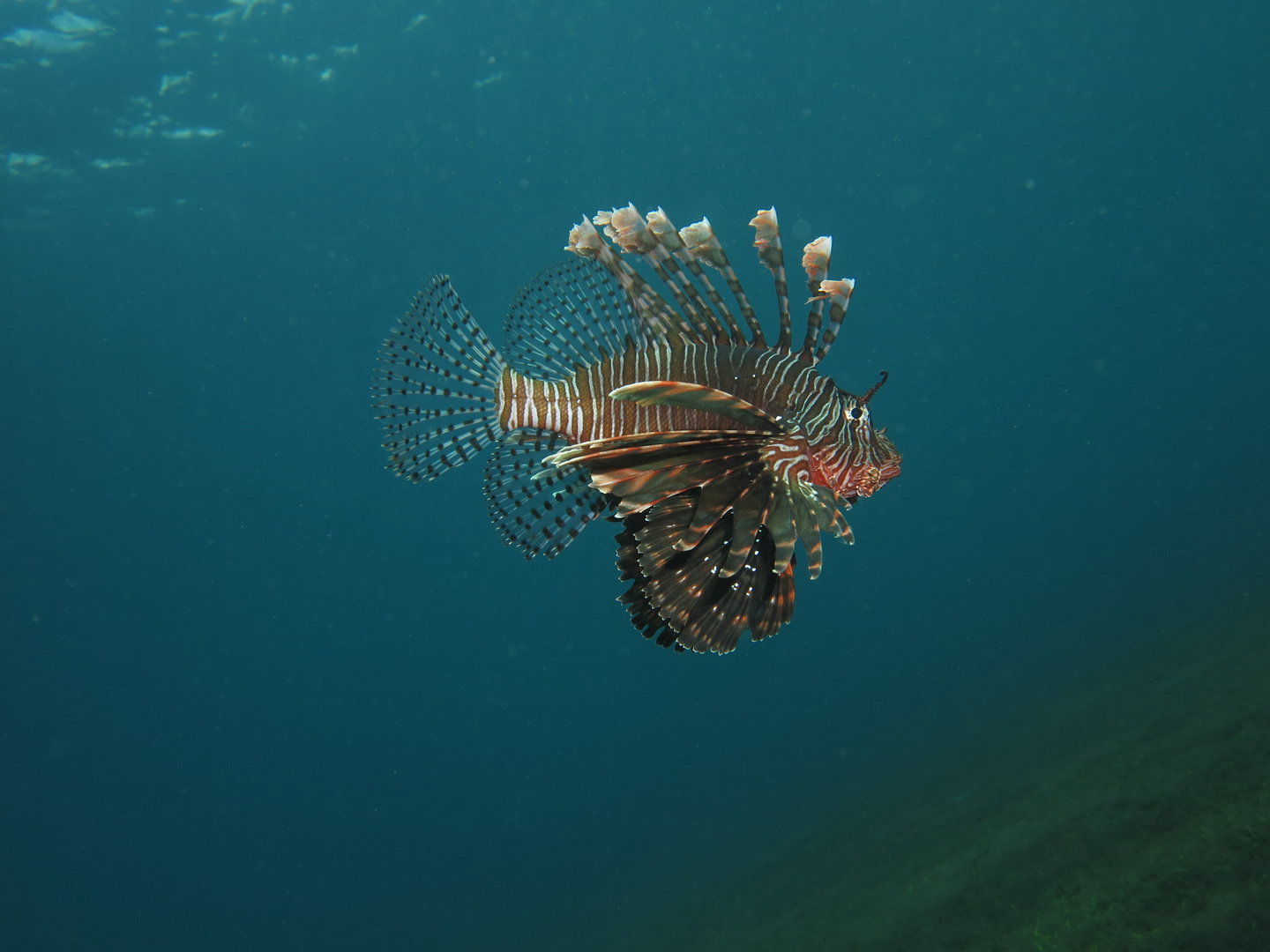 Feuerfisch Foto & Bild | tiere, wildlife, fische Bilder auf fotocommunity