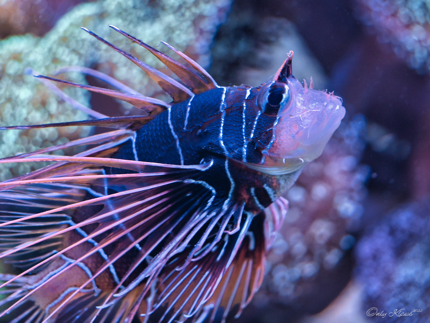 Feuerfisch Foto & Bild | wasser, natur, zoo Bilder auf fotocommunity