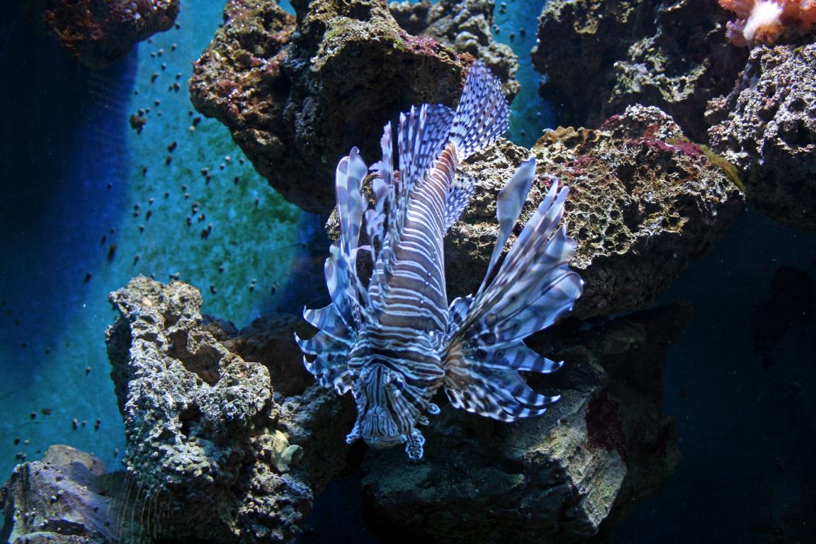 Feuerfisch II- aus einem anderen Winkel Foto & Bild | tiere, zoo ...