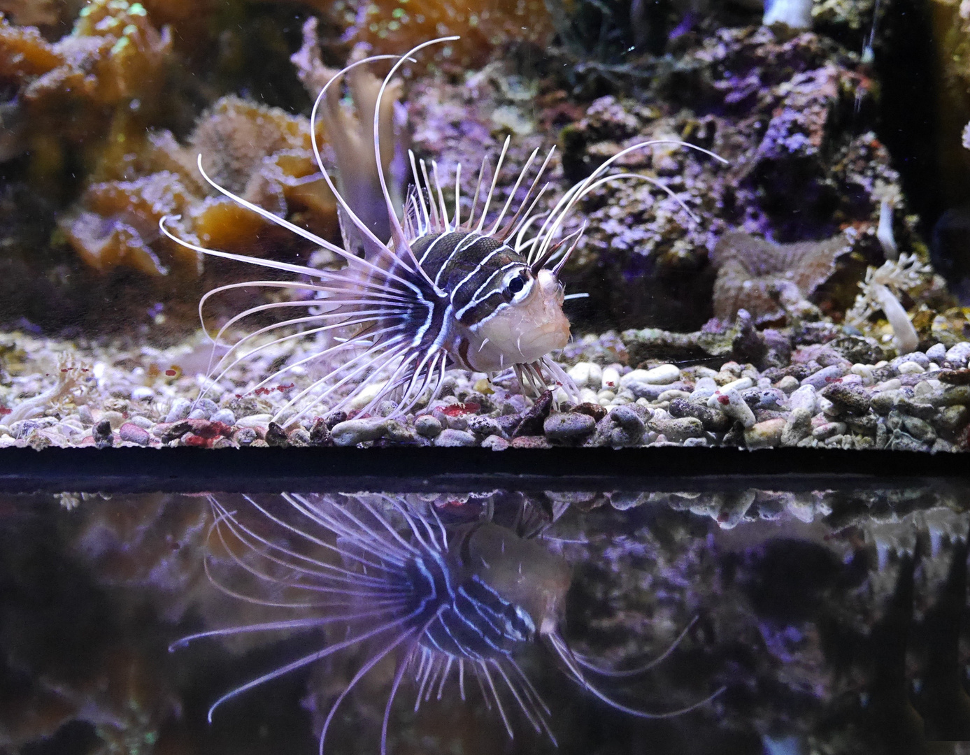 Feuerfisch im Spiegelbild Foto & Bild | tiere, zoo, wildpark ...