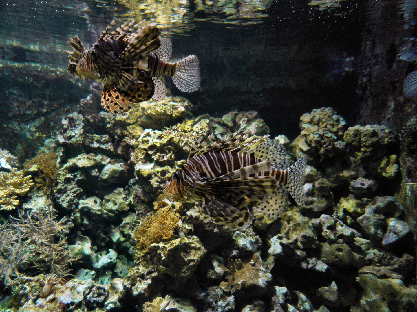 feuerfische Foto & Bild | tiere, natur Bilder auf fotocommunity