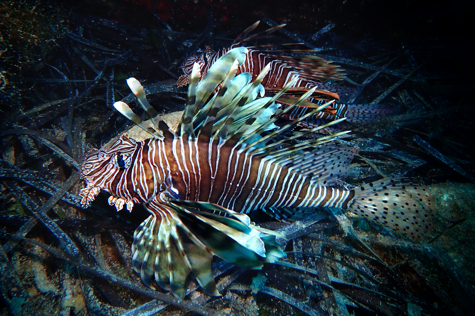 Feuerfische Foto & Bild | tiere, wildlife, fische Bilder auf fotocommunity