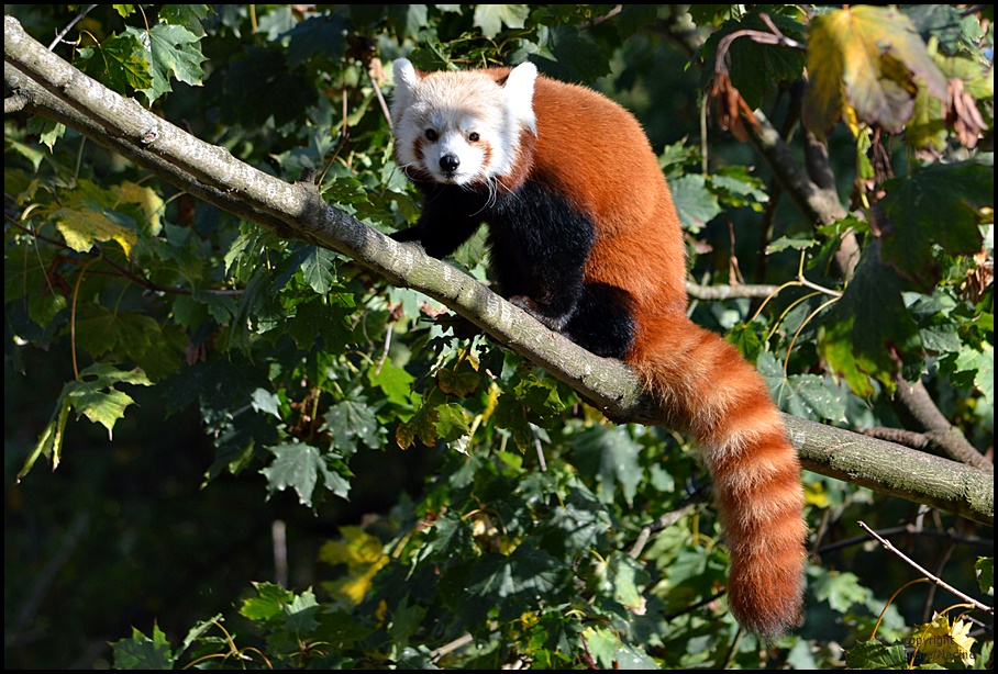 * Feuerfuchs * Foto & Bild | tiere, zoo, wildpark & falknerei ...