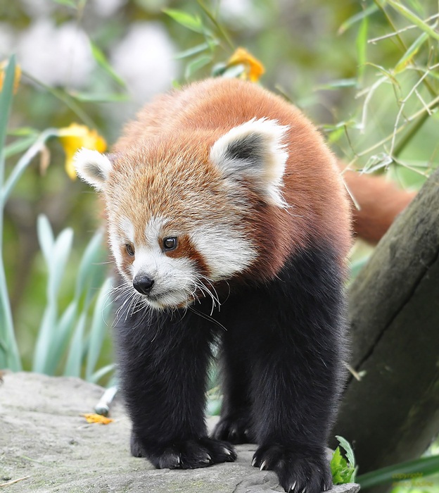 "Feuerfuchs" Foto & Bild | tiere, zoo, wildpark & falknerei, säugetiere ...