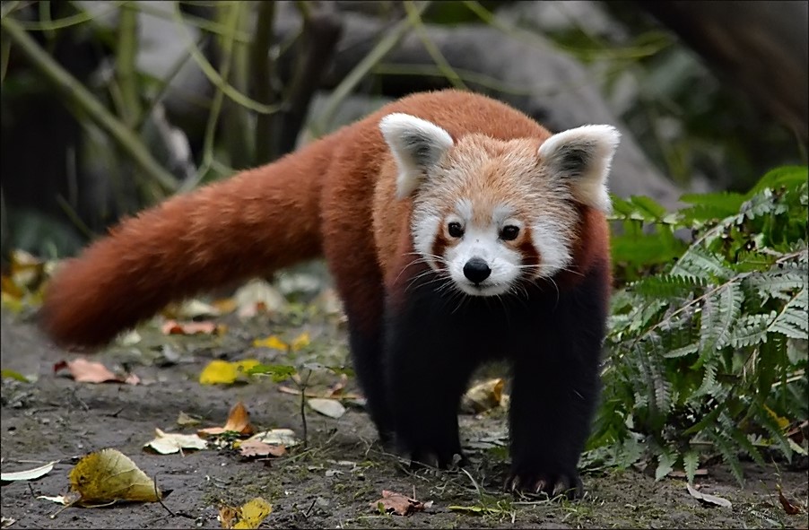Feuerfuchs !!! Foto & Bild | natur, tiere, zoo, wildpark & falknerei ...