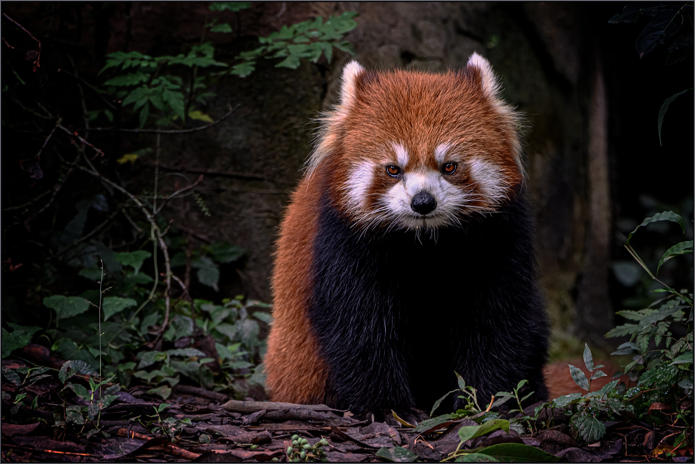 Feuerfuchs Foto & Bild | asia, china, tiere Bilder auf fotocommunity