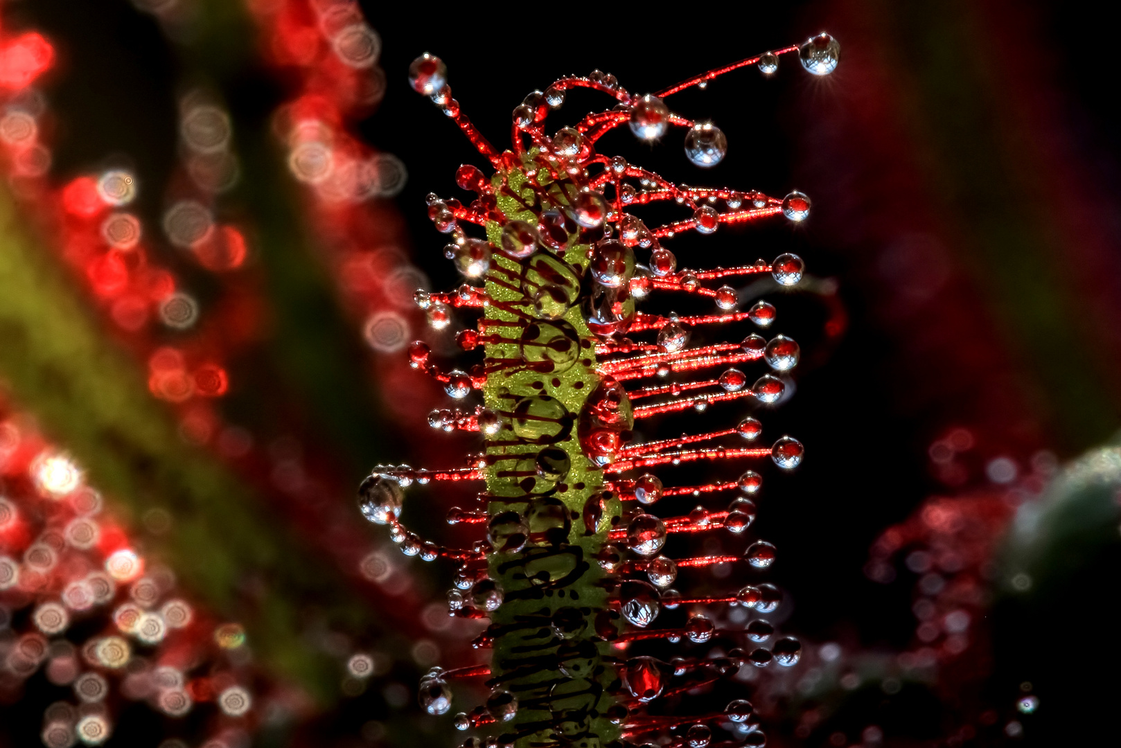 feuerrot Foto & Bild | spezial, makro, licht Bilder auf fotocommunity