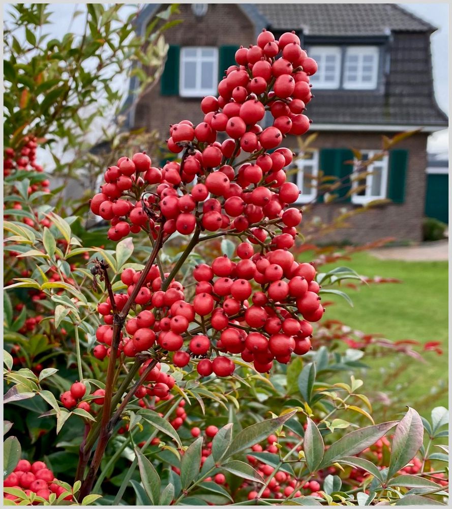 FeuerROT Foto & Bild | spezial, natur, pflanzen Bilder auf fotocommunity