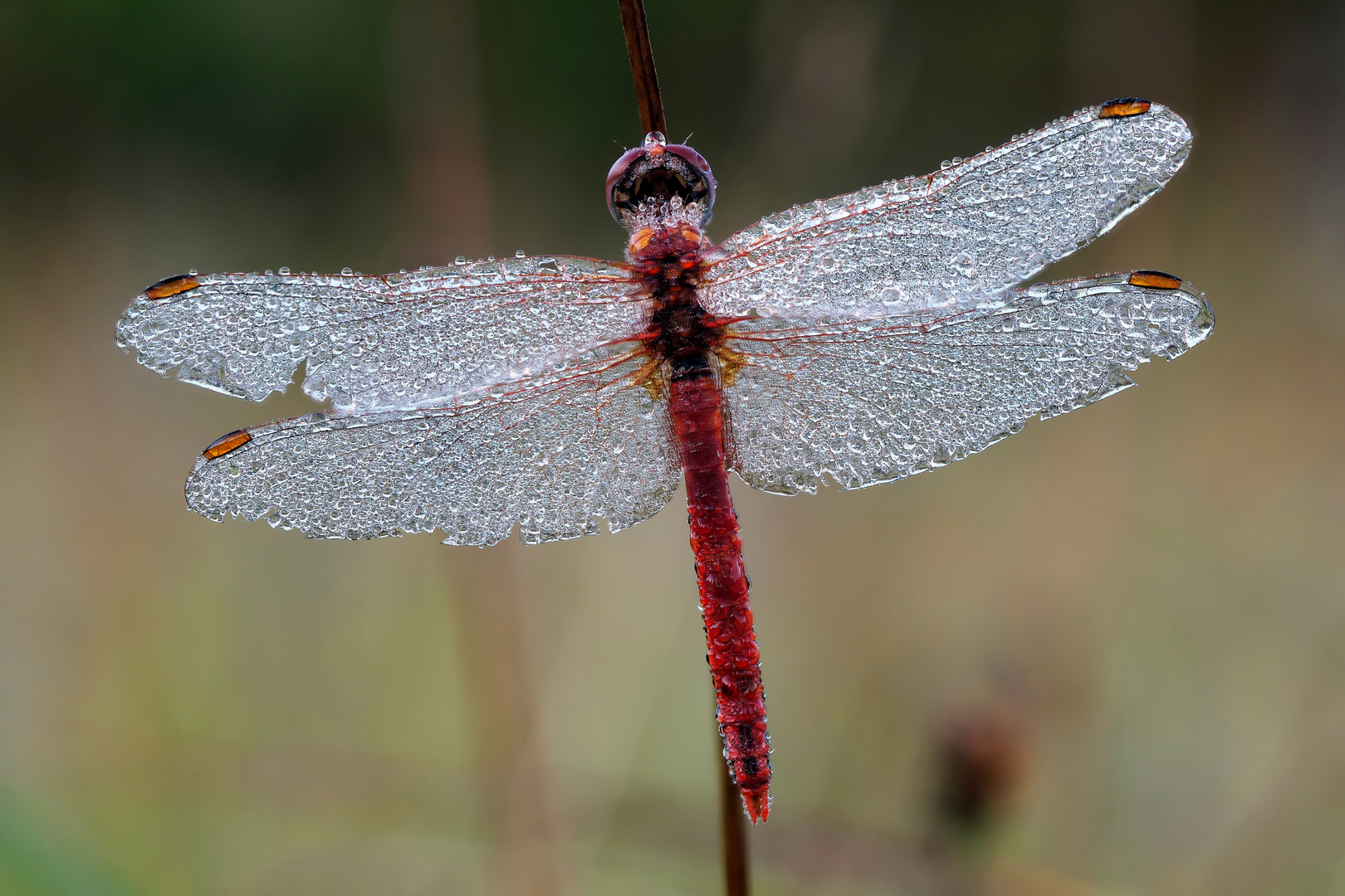 Feuerrot Foto & Bild | outdoor, makro, natur Bilder auf fotocommunity