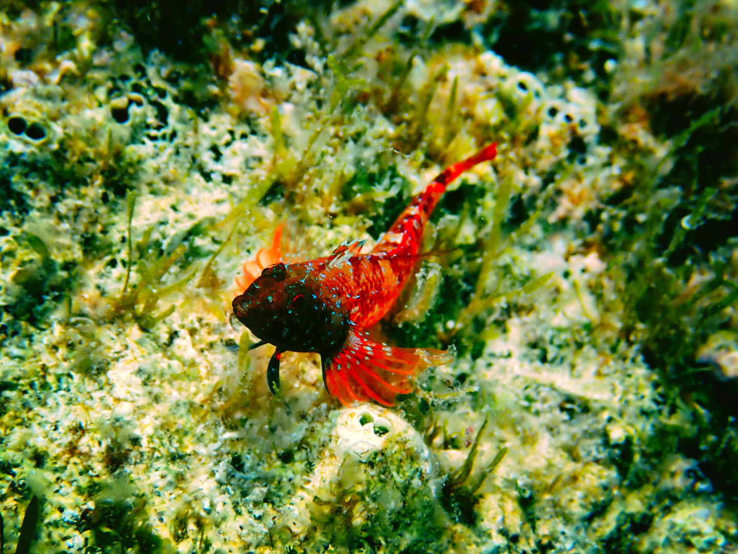 Feuerrot Foto & Bild | tiere, wildlife, fische Bilder auf fotocommunity