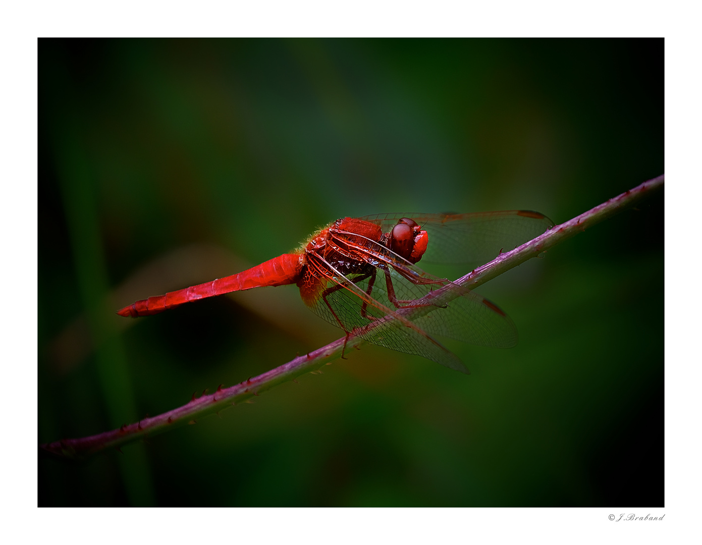Feuerrot Foto & Bild | world, natur, insekten Bilder auf fotocommunity