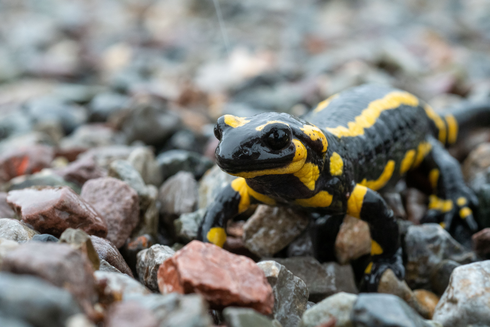 Feuersalamander Foto & Bild | tiere, wildlife, amphibien & reptilien Bilder auf fotocommunity