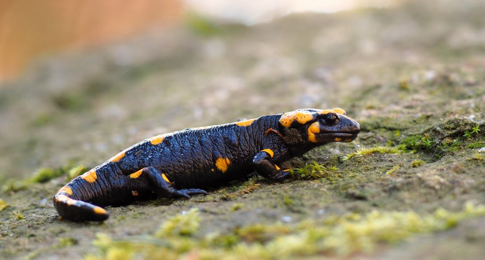 Feuersalamander - Jungtier Foto & Bild | wald, natur, tiere Bilder auf fotocommunity