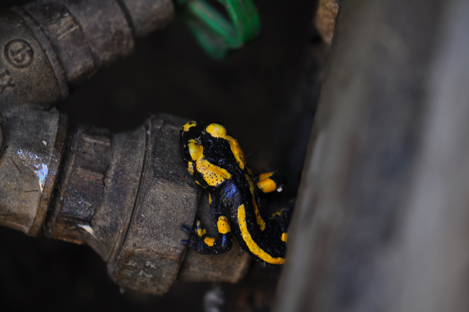 Feuersalamander Lurchi Foto & Bild | tiere, wildlife, amphibien ...