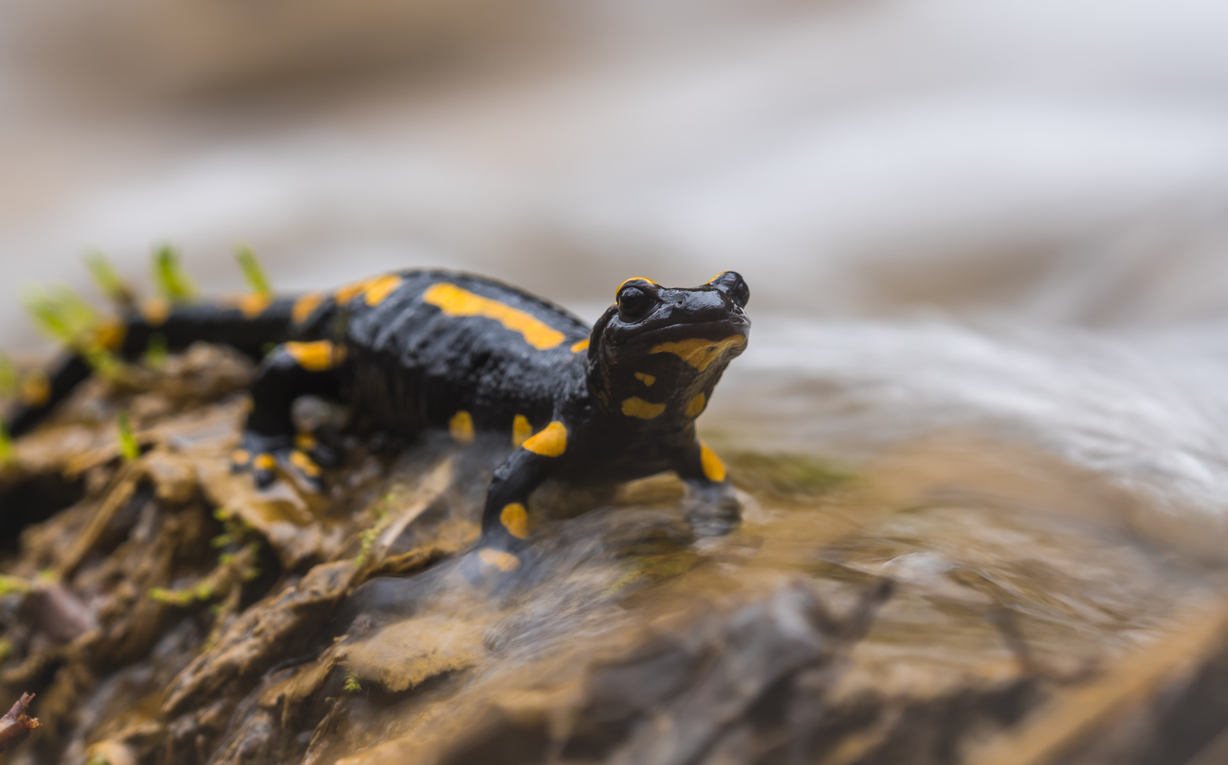 Feuersalamander on tour *** Foto & Bild | wasser, frühling, natur Bilder auf fotocommunity