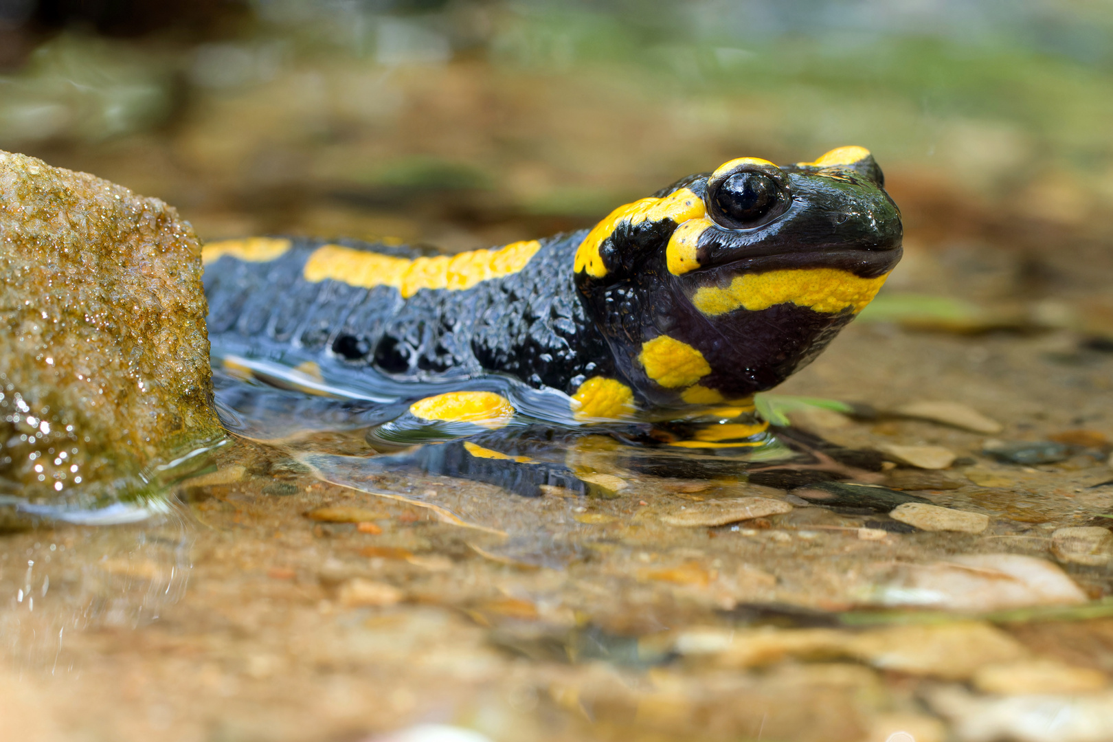 Feuersalamander (Salamandra salamandra) im Bach Foto & Bild | tiere, wildlife, amphibien ...