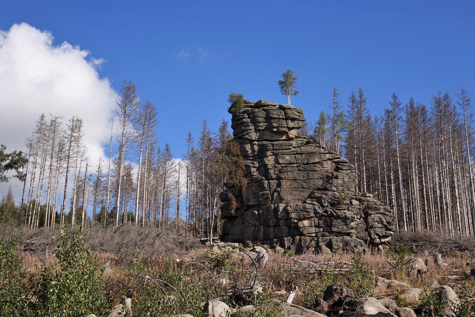 Feuersteinklippe bei Schierke 289 Foto & Bild | landschaft, berge ...
