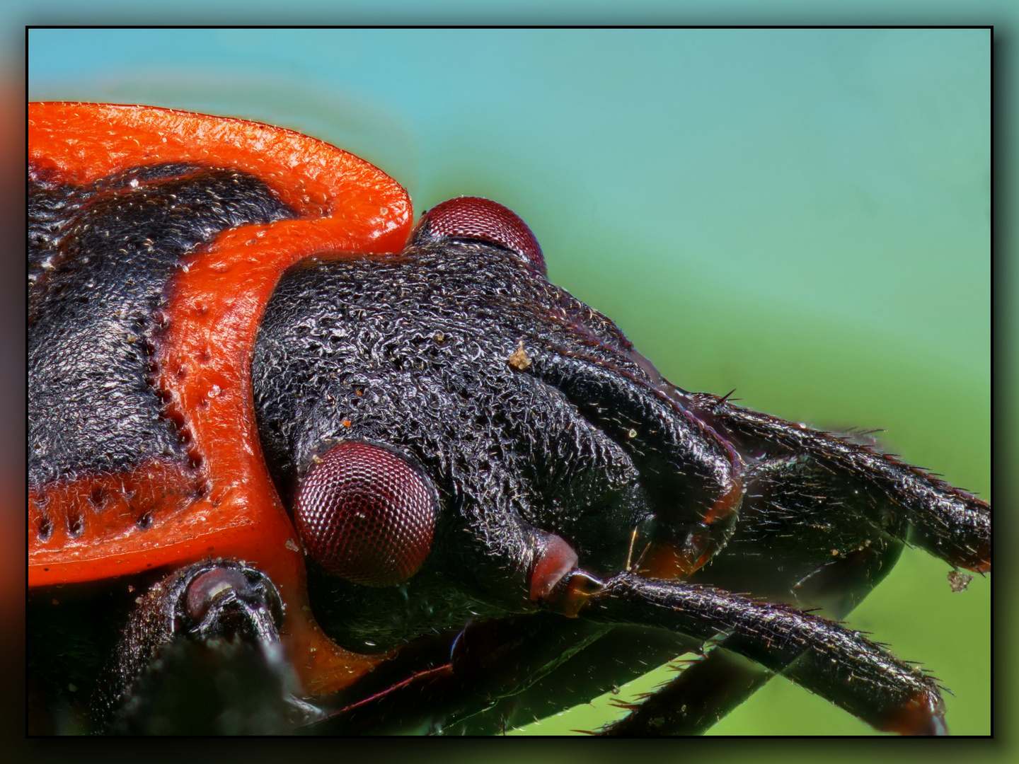 Feuerwanze 01 Foto & Bild | tiere, tierdetails, makro Bilder auf ...