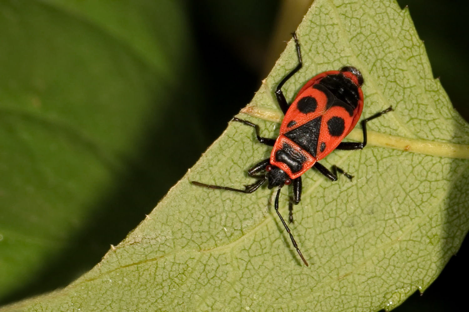 Feuerwanze Foto & Bild | fotos, rot, makro Bilder auf fotocommunity