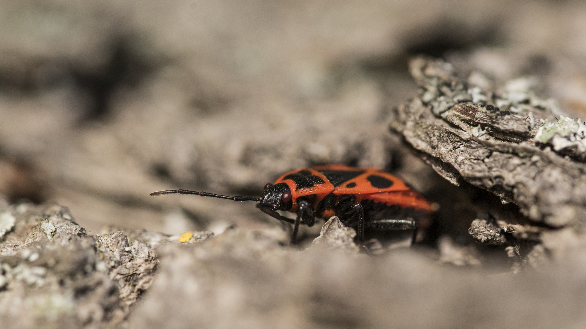 Feuerwanze Foto & Bild | tiere, wildlife, insekten Bilder auf fotocommunity