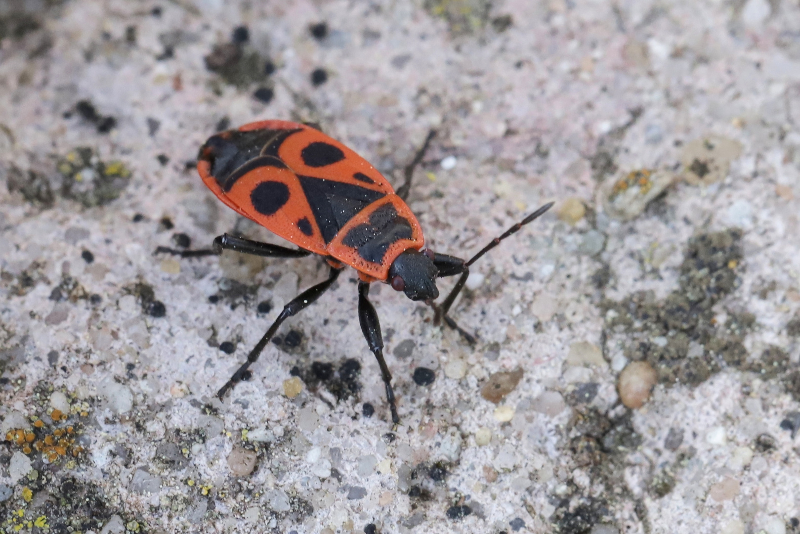 Feuerwanze (2018_04_22_EOS 6D Mark II_1565_ji) Foto & Bild | rot, natur ...