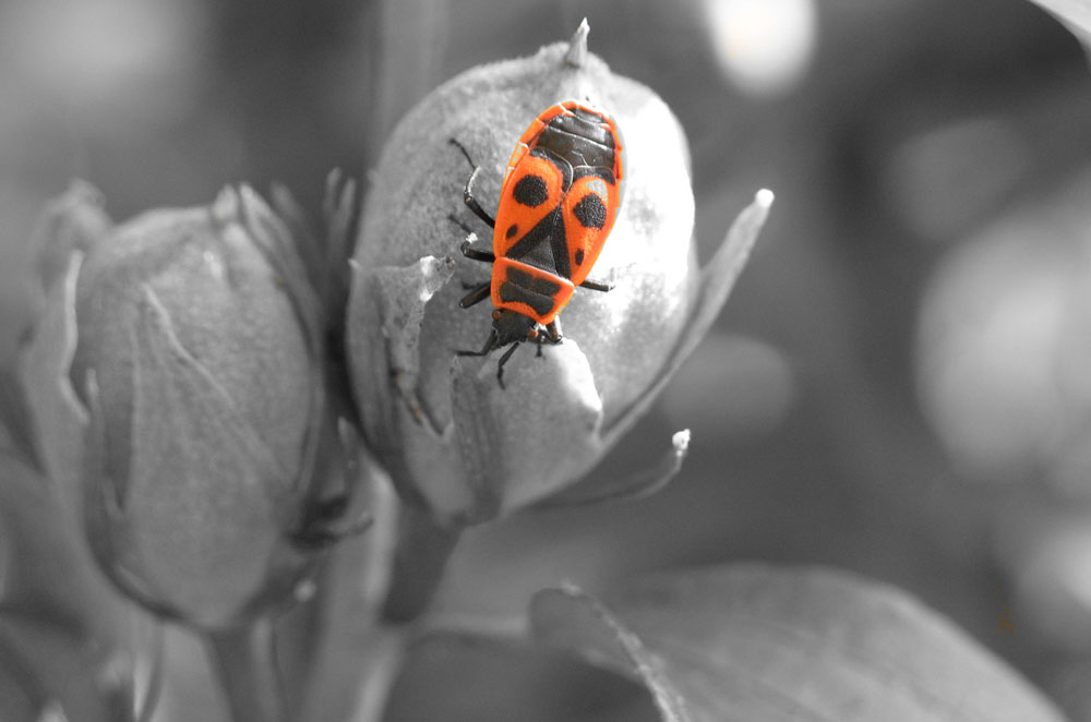 Feuerwanze Foto & Bild | tiere, wildlife, insekten Bilder auf fotocommunity