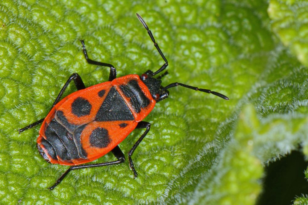 Feuerwanze Foto & Bild | andere insekten, fotos, makro Bilder auf ...