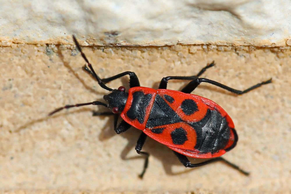 Feuerwanze Foto & Bild | andere insekten, fotos, makro Bilder auf ...