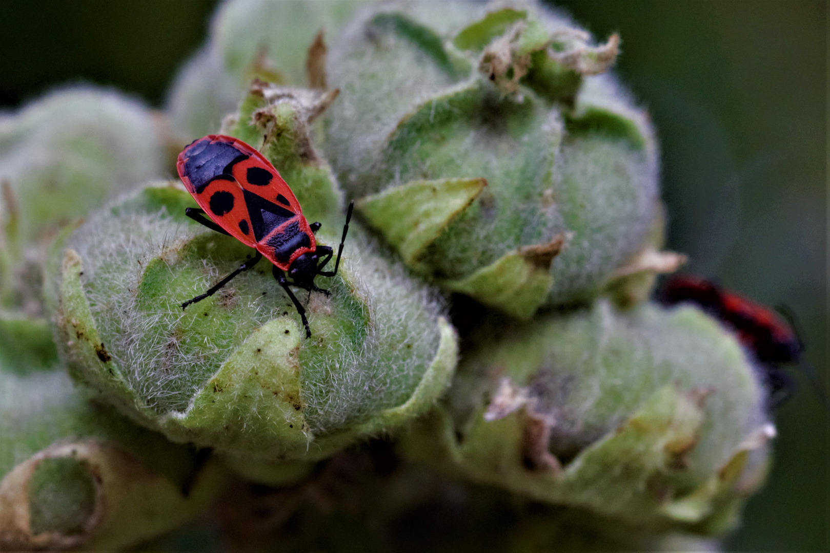 Feuerwanze Foto & Bild | natur, insekten, deutschland Bilder auf ...