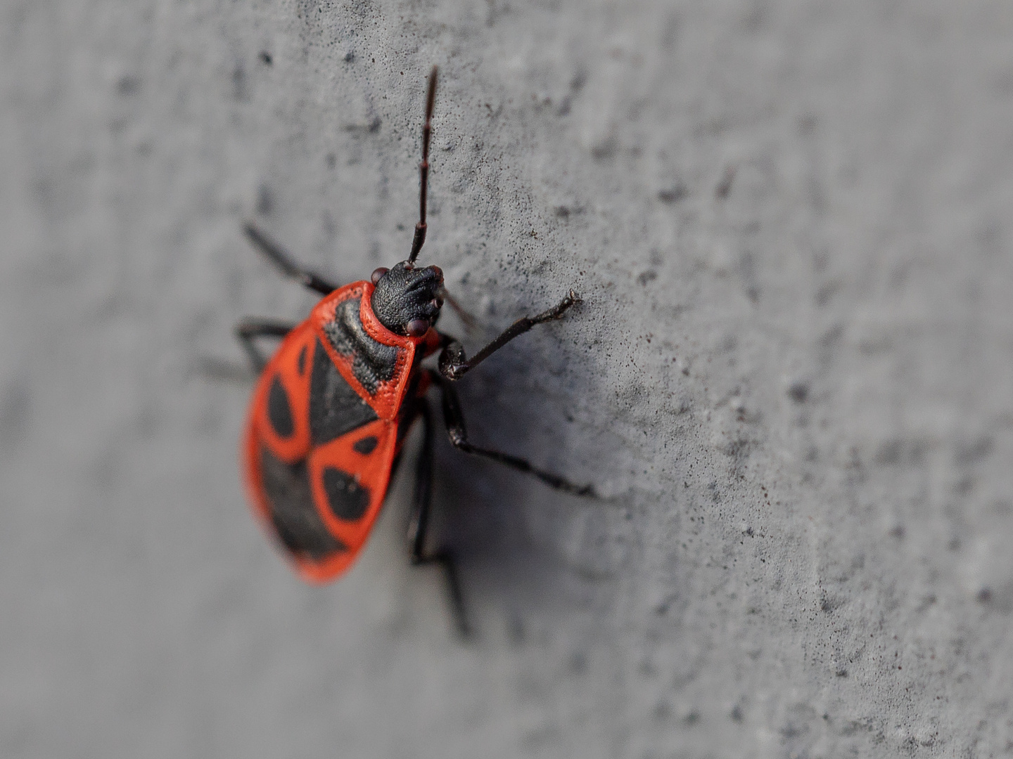 Feuerwanze-4300 Foto & Bild | tiere, wildlife, insekten Bilder auf ...