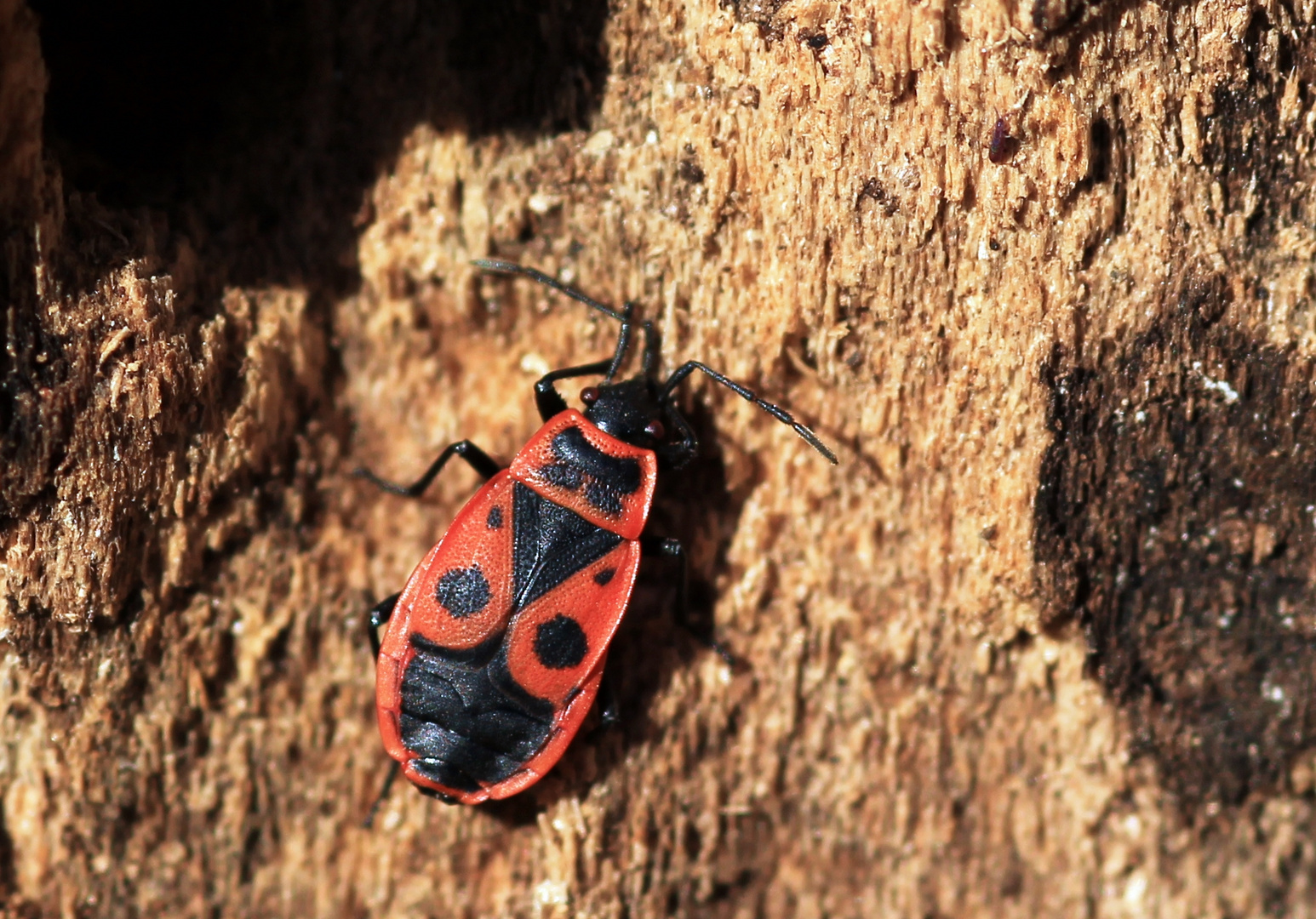 Feuerwanze ??? Foto & Bild | natur, insekten, tiere Bilder auf ...