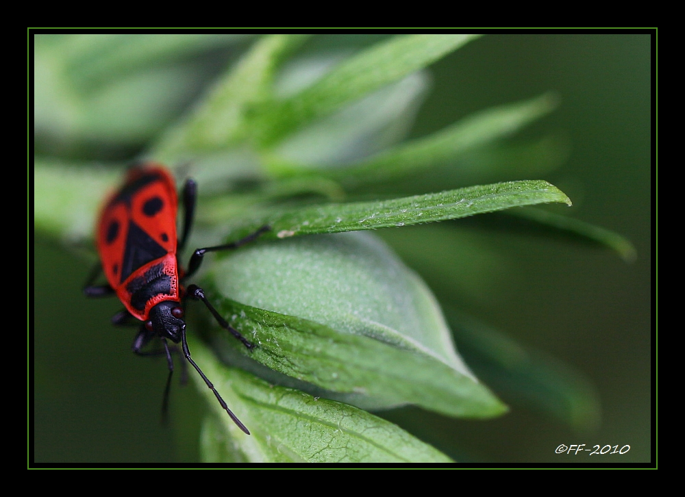 Feuerwanze ... Foto & Bild | tiere, wildlife, insekten Bilder auf ...