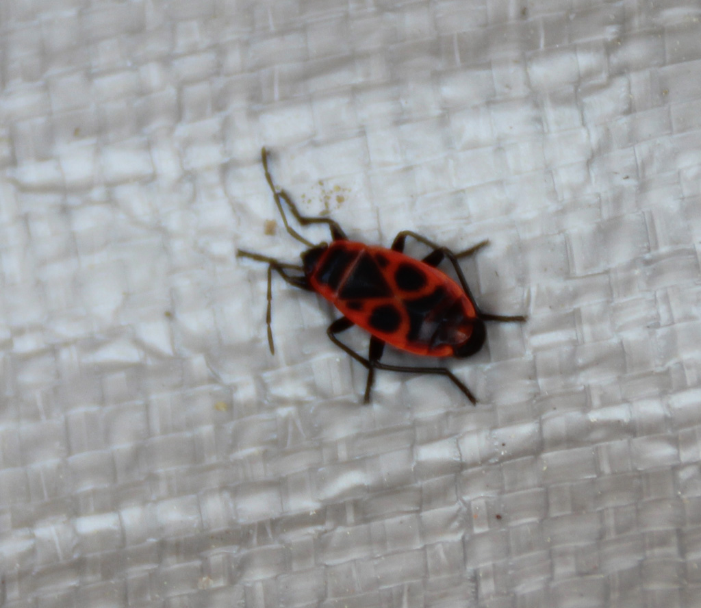 Feuerwanze Foto & Bild | insekten, natur, tiere Bilder auf fotocommunity