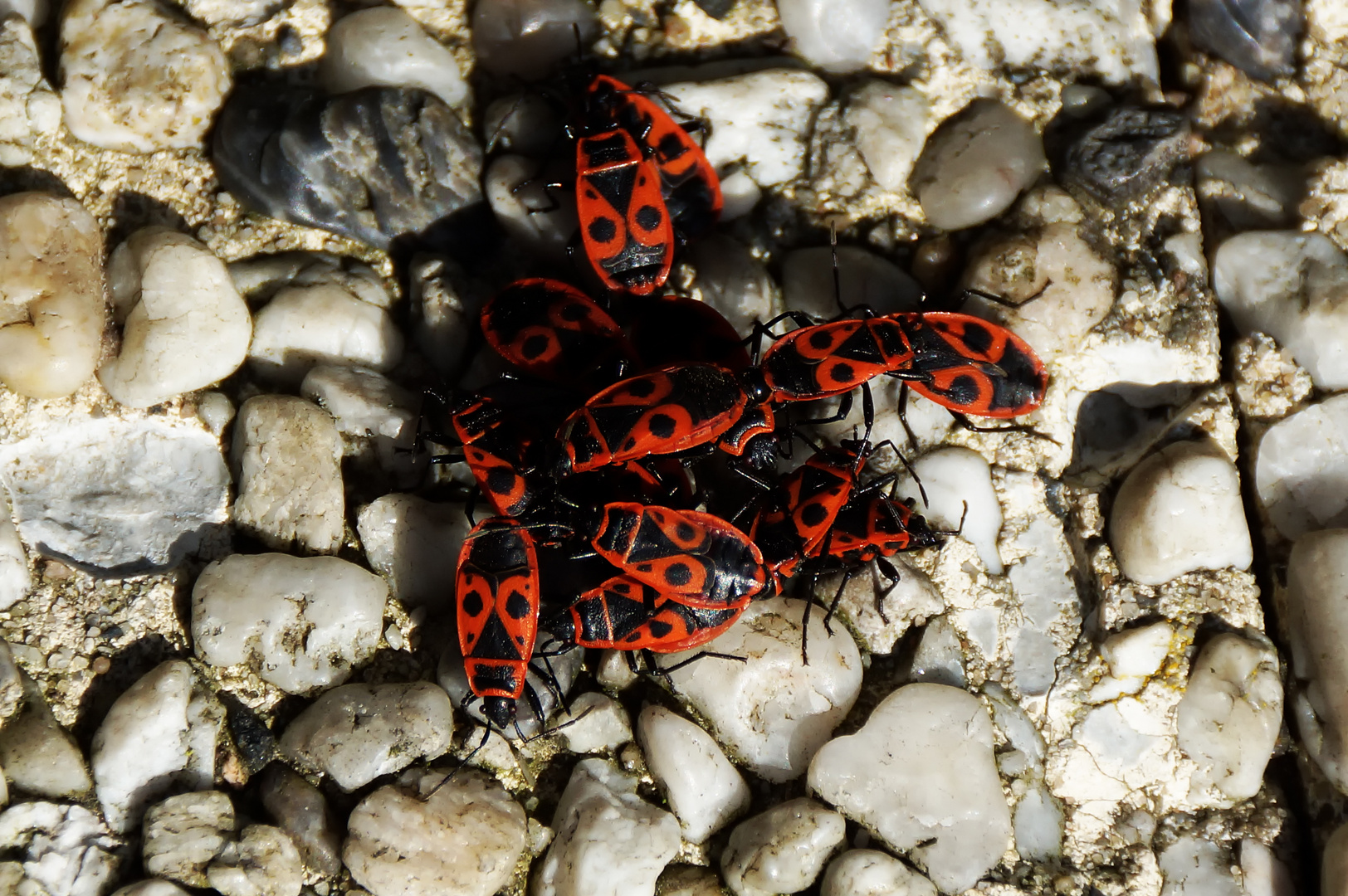 Feuerwanze Foto & Bild | tiere, wildlife, insekten Bilder auf fotocommunity