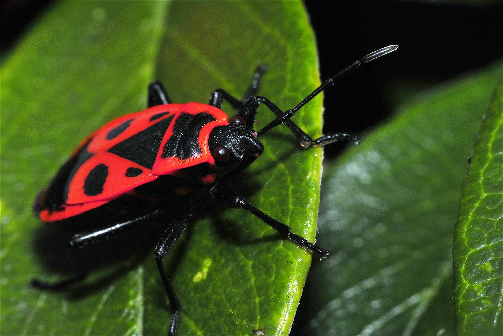 Feuerwanze Foto & Bild | tiere, wildlife, insekten Bilder auf fotocommunity