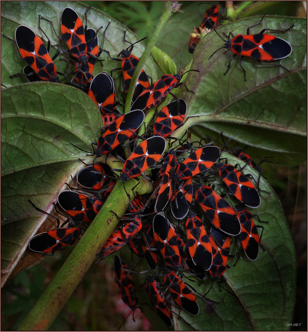 Feuerwanze Foto & Bild | tiere, wildlife, insekten Bilder auf fotocommunity