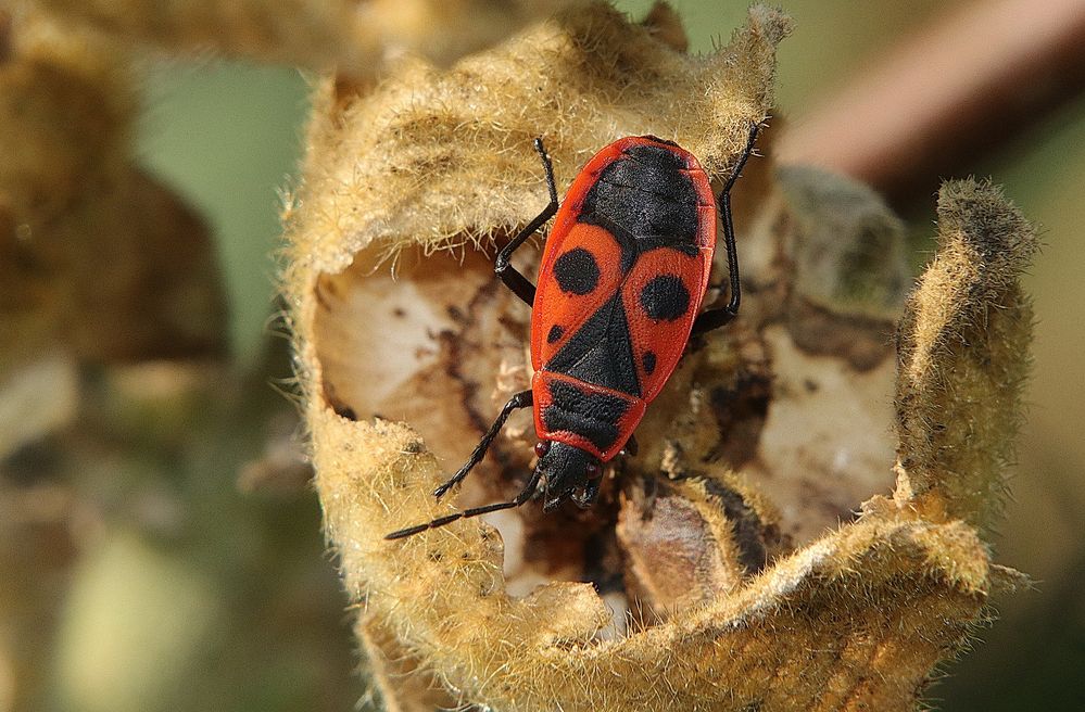 Feuerwanze Foto & Bild | tiere, wildlife, insekten Bilder auf fotocommunity
