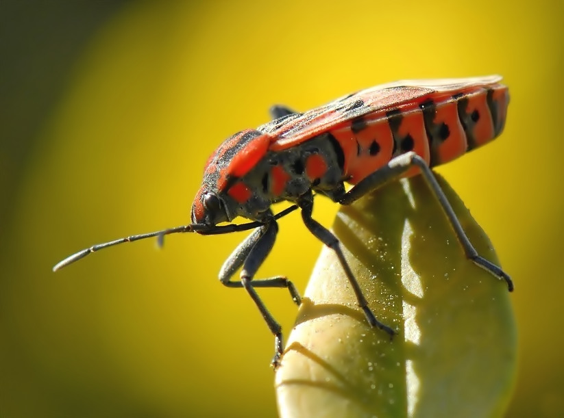 Feuerwanze Foto & Bild | tiere, wildlife, insekten Bilder auf fotocommunity